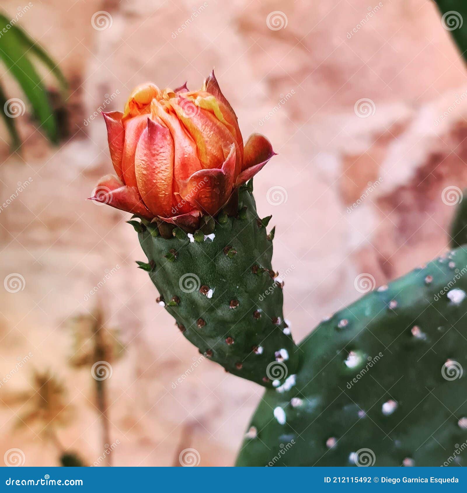Mexican nopal flower stock photo. Image of wildflower - 212115492