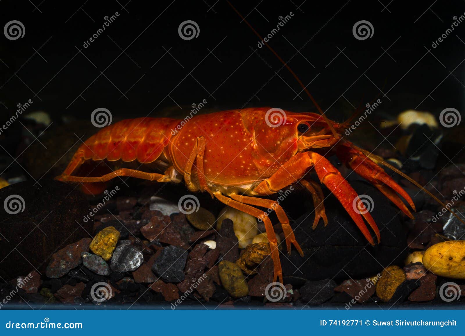 Mexican Orange Crayfish stock image. Image of crab, mexican - 74192771