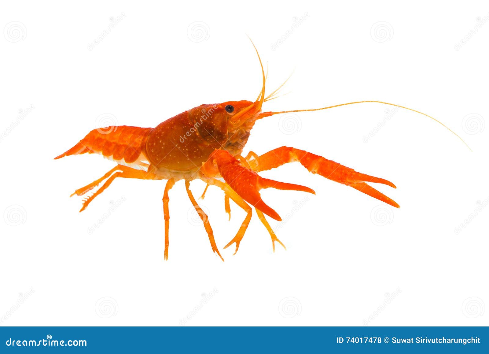 Mexican Orange Crayfish stock photo. Image of crayfish - 74017478