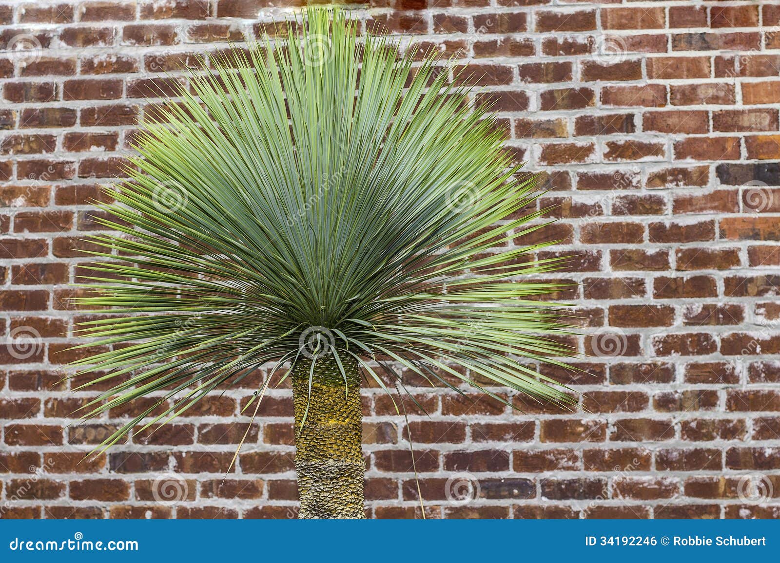 Mexican Palm Tree stock photo. Image of organic, island - 34192246