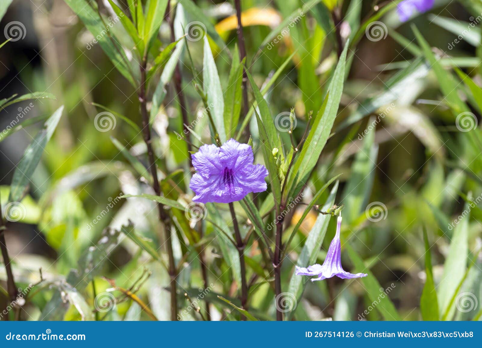 Mexican Petunia, Ruellia Simplex Stock Photo - Image of park, fresh ...