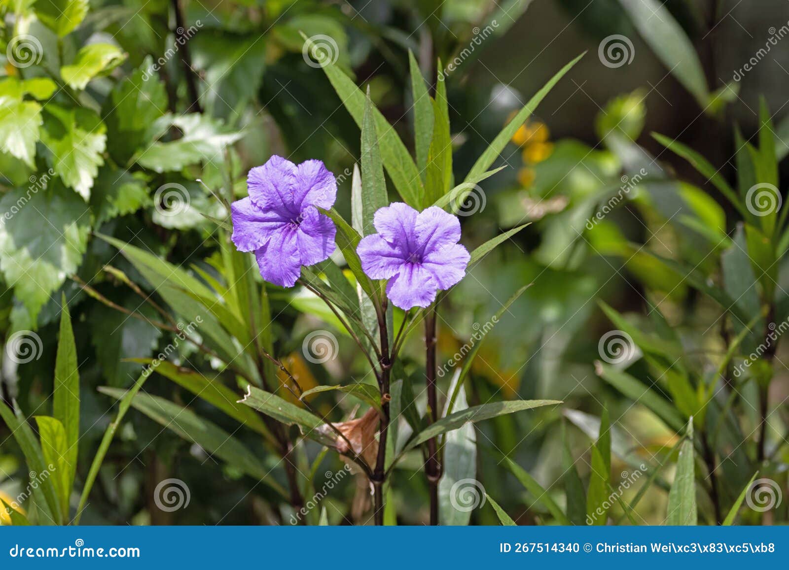 Mexican Petunia, Ruellia Simplex Stock Photo - Image of bloom, beauty ...