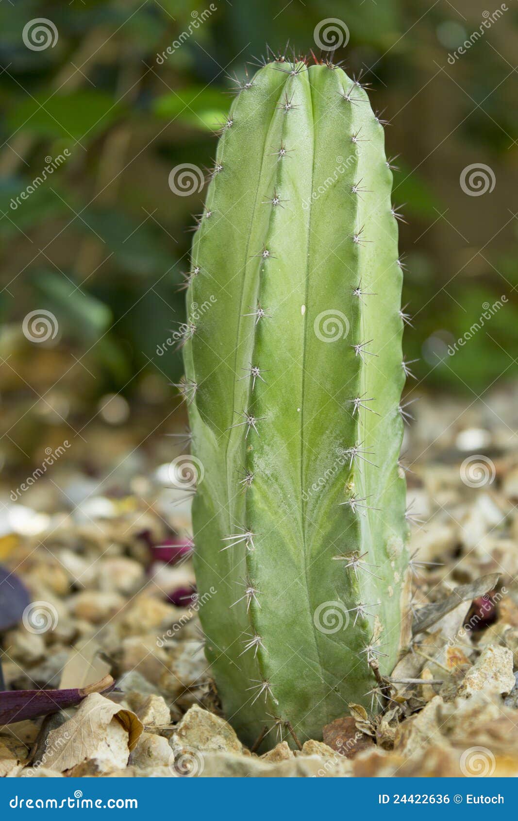 Mexican Polaskia Chichipe Cactus Stock Photo - Image of chichipe ...