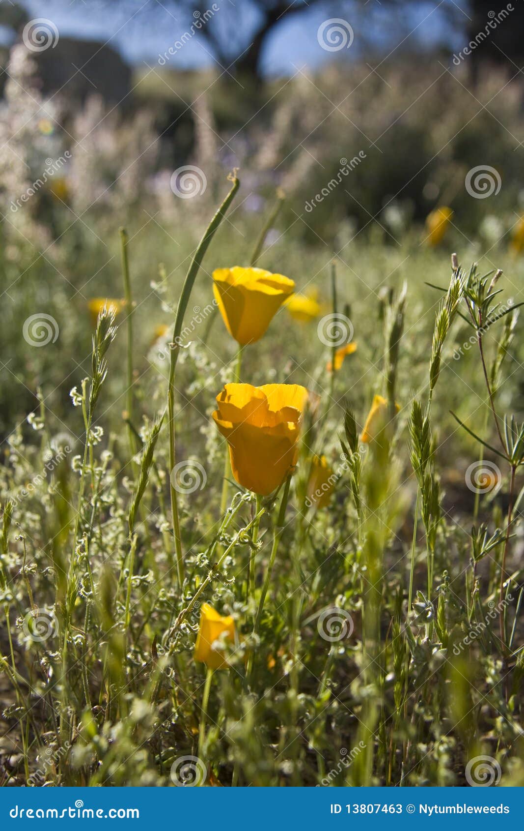 Mexican Poppy stock image. Image of wildflower, spring - 13807463