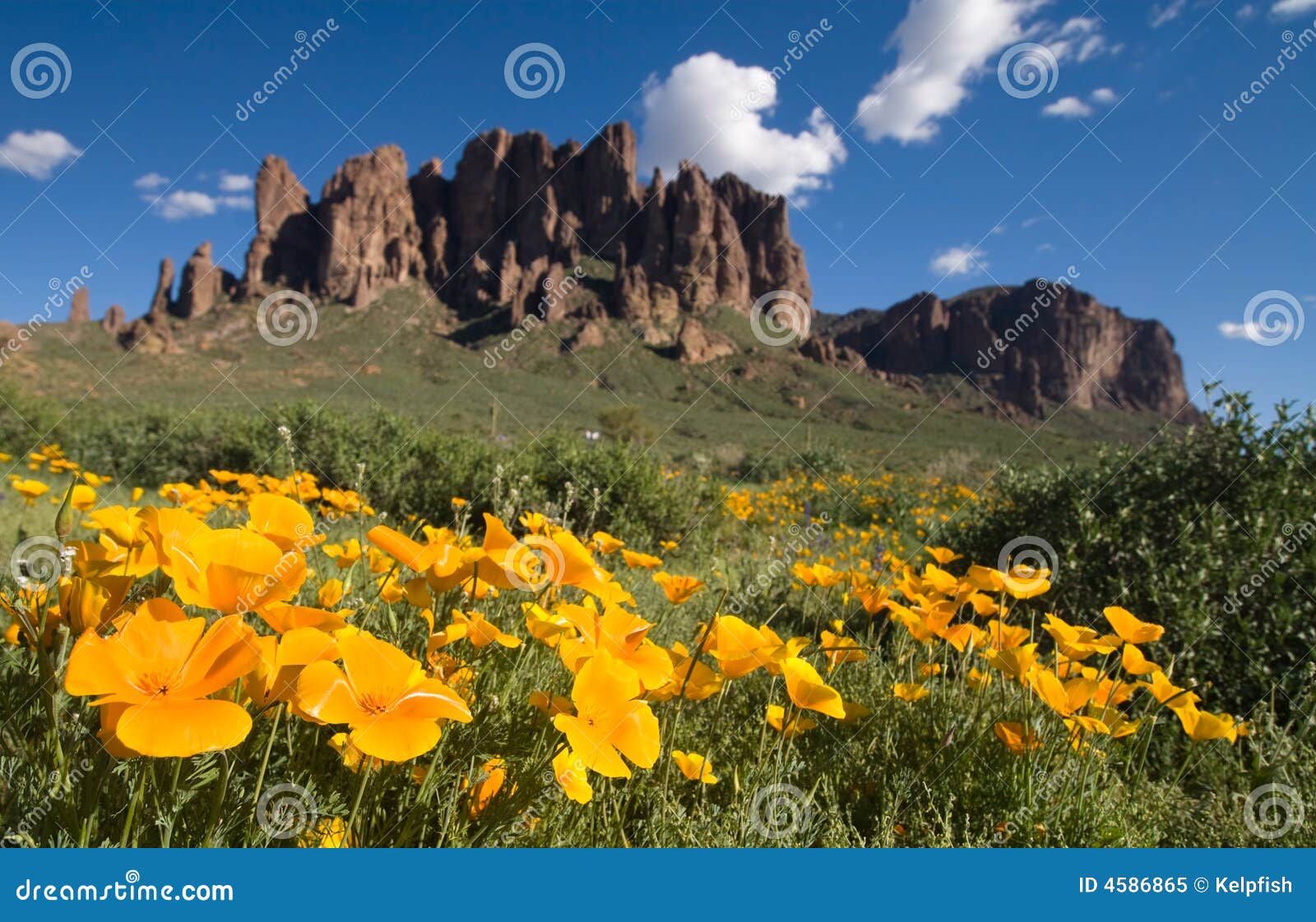 Mexican poppy field stock image. Image of poppies, panorama - 4586865