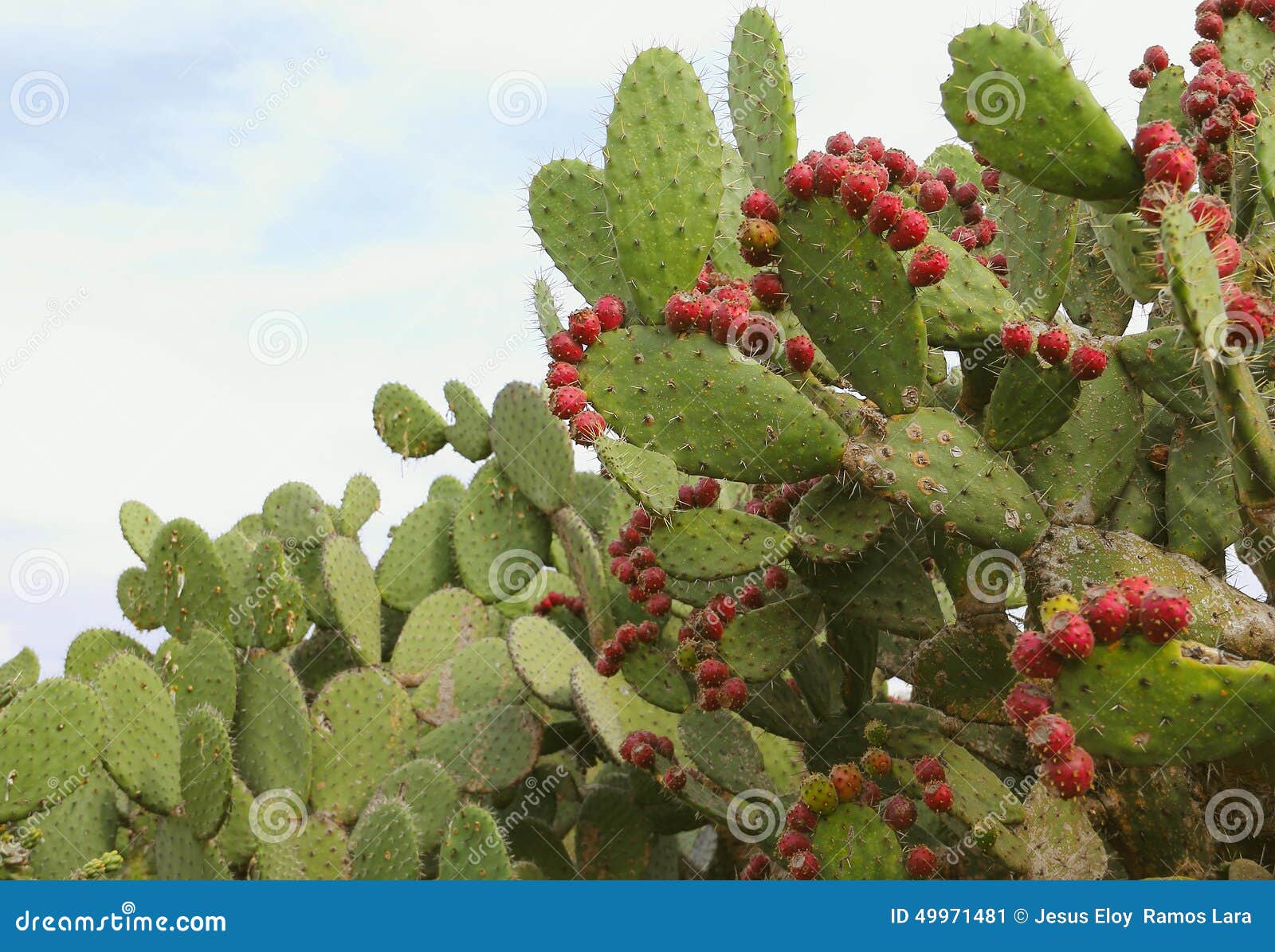 Nopales or Prickly Pear Cactus with Fruit in Tula, Hidalgo, Mexico I ...