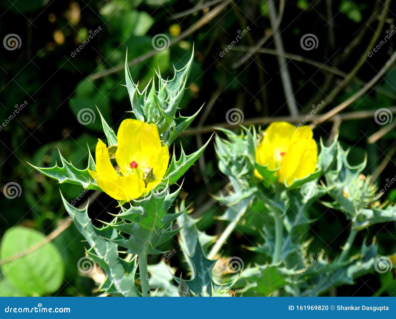 MEXICAN PRICKLY POPPY stock photo. Image of native, peoples - 161969820