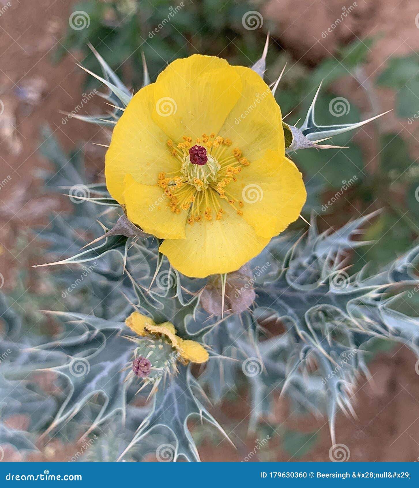 Mexican Prickly Poppy, Flowering Thistle, Cardo, Growing At Serengeti ...