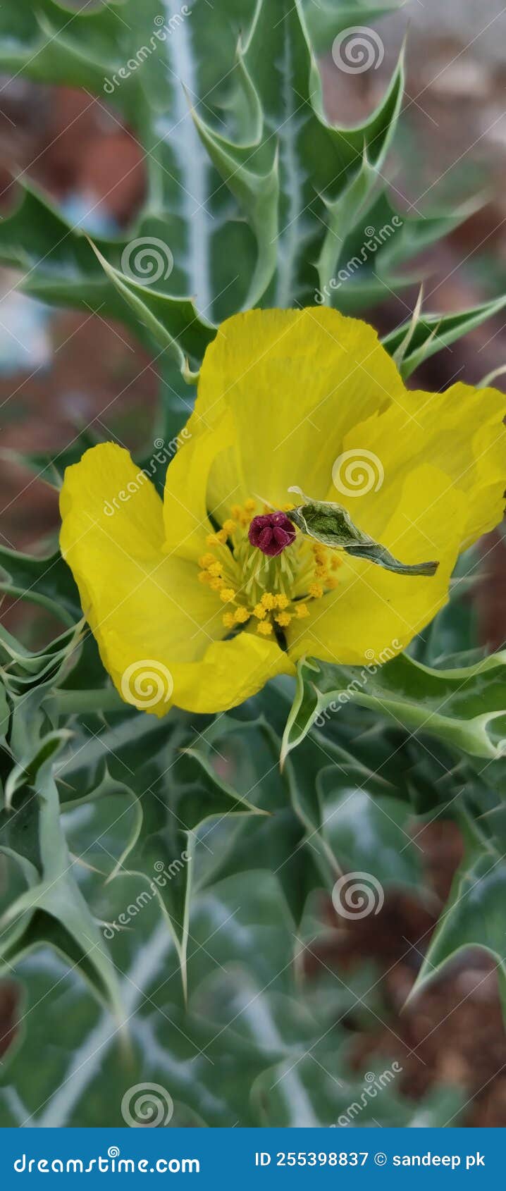 Mexican Prickly Poppy. from India, Karnataka Stock Image - Image of ...