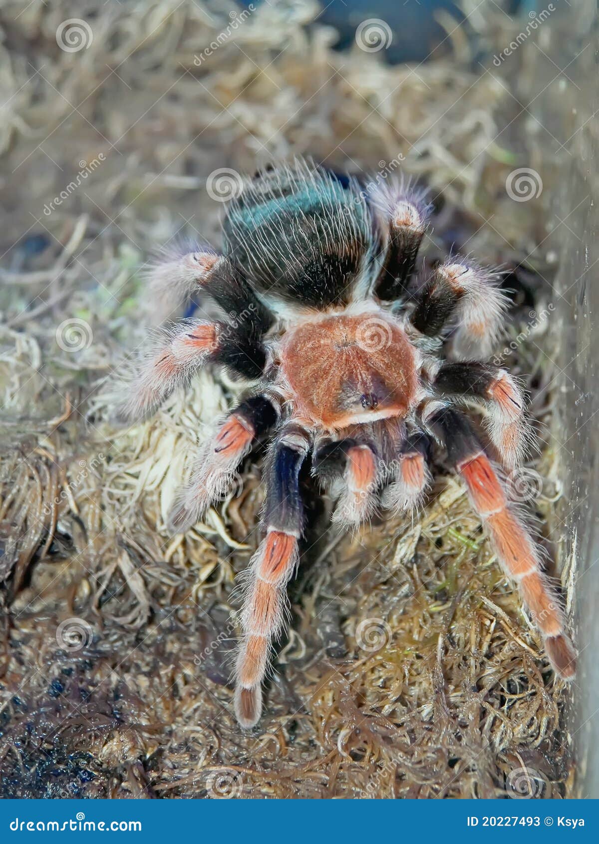 Mexican red knee tarantula stock image. Image of hair - 20227493