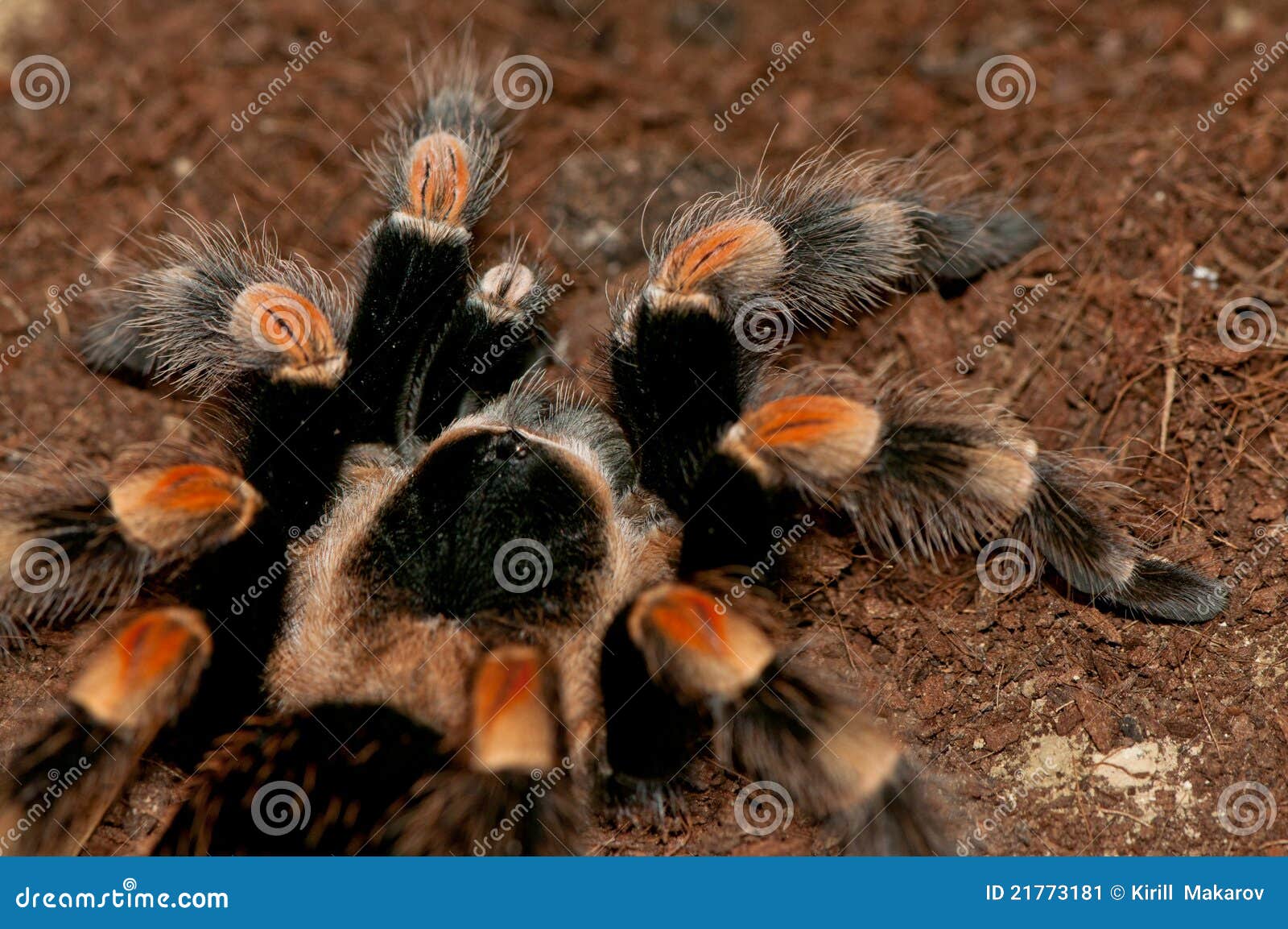Mexican red knee tarantula stock image. Image of macro - 21773181