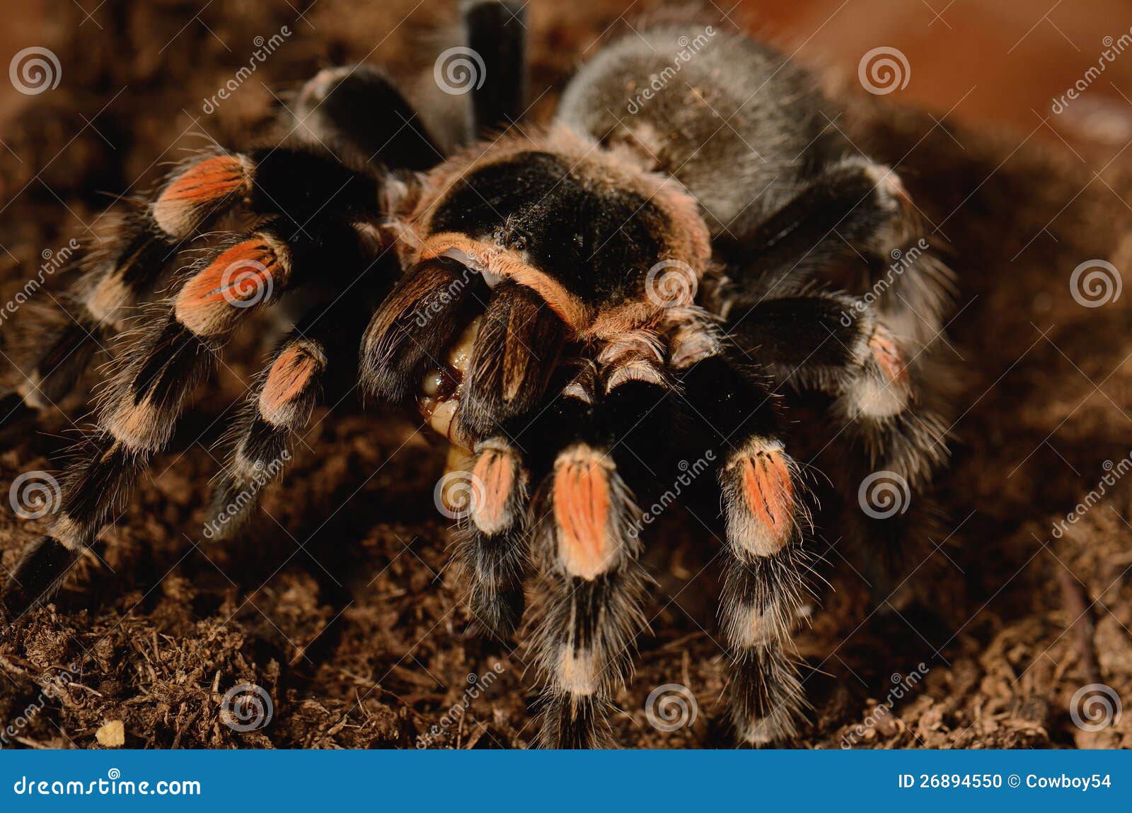 Mexican red knee tarantula stock photo. Image of flauna - 26894550