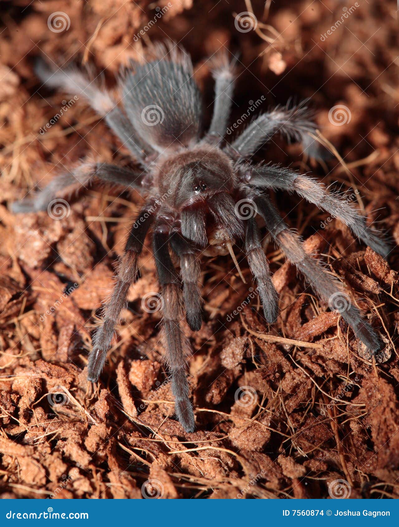 Sling Brachypelma Albiceps Or Mexican Golden Red Rump Tarantula Royalty ...