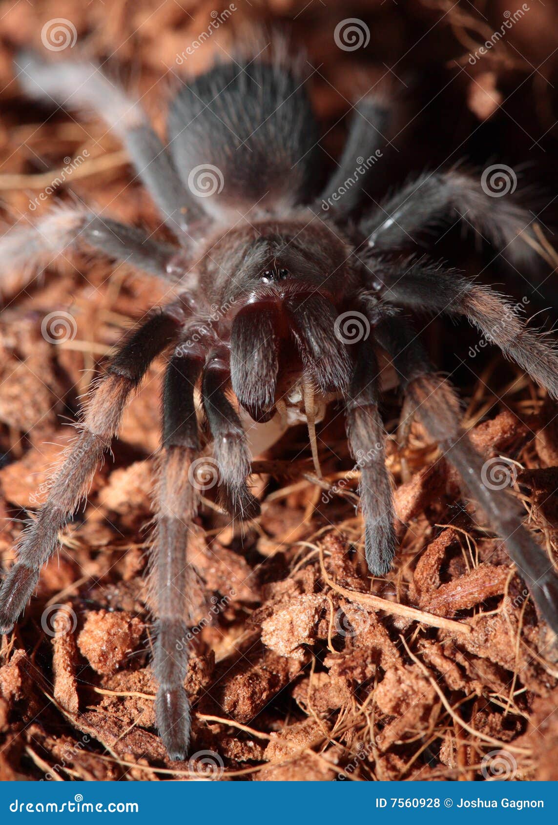 Mexican Red Knee Tarantula stock photo. Image of mexican - 7560928