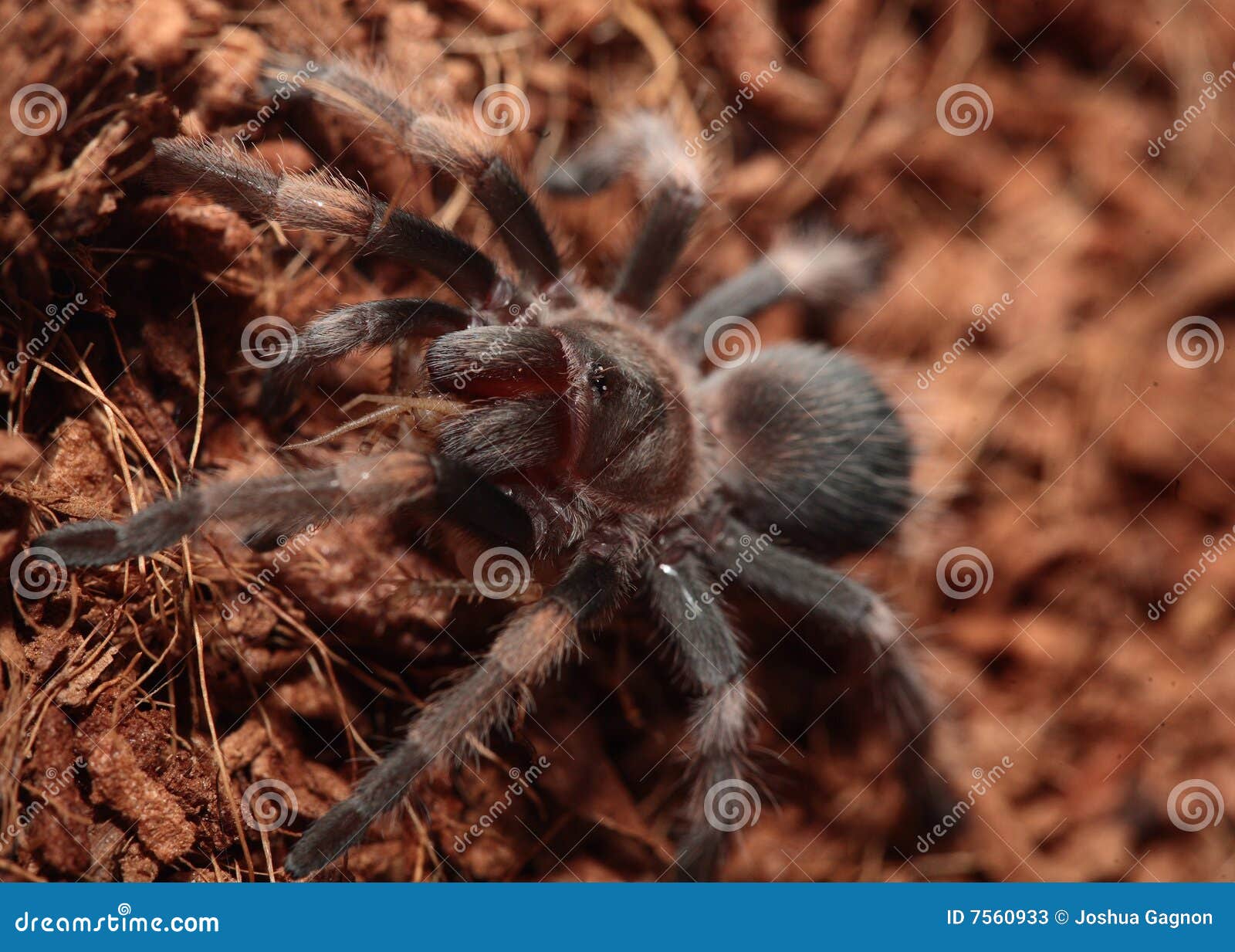 Mexican Red Knee Tarantula stock image. Image of mexican - 7560933