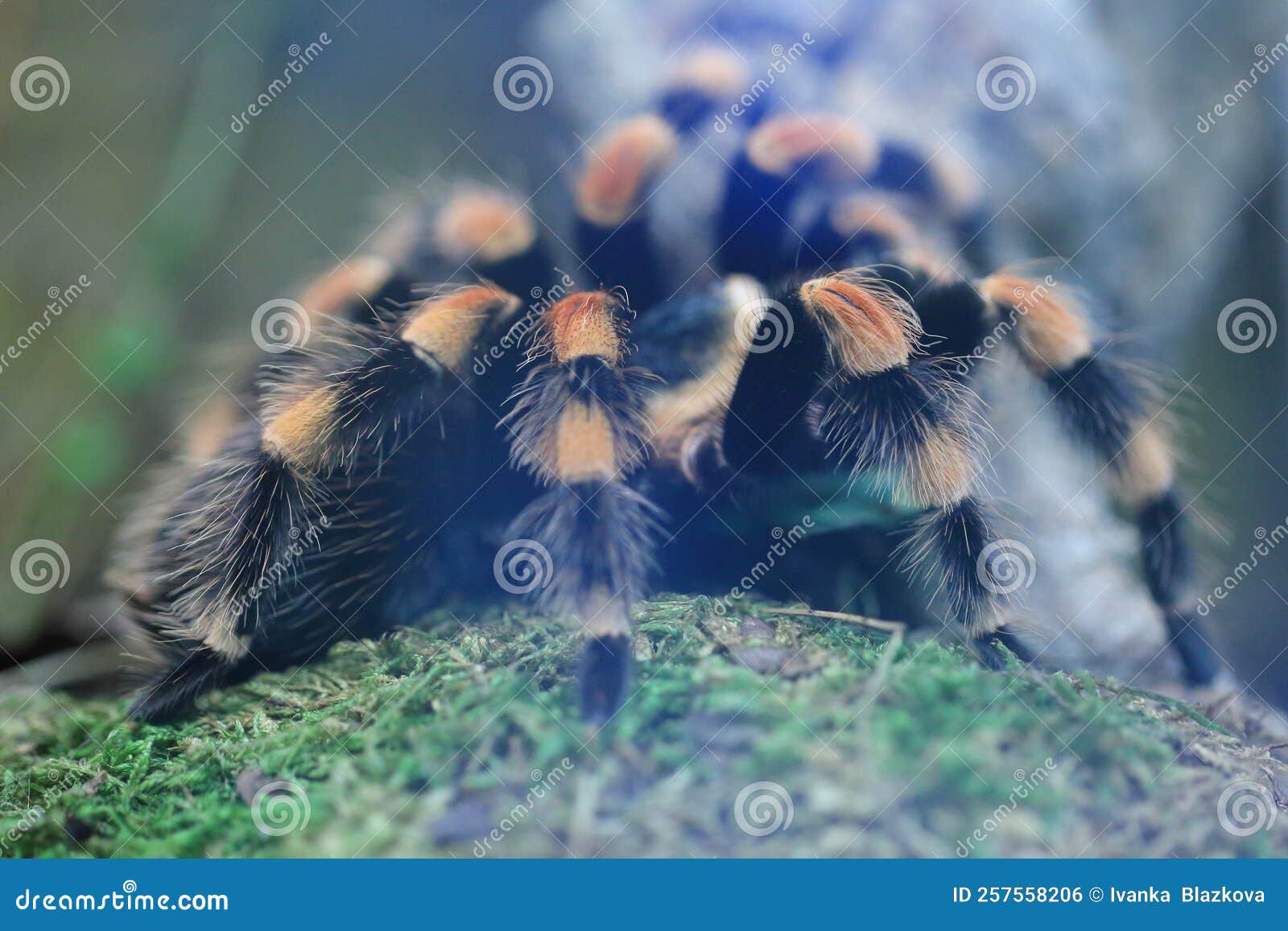 Mexican red-knee tarantula stock photo. Image of knee - 257558206