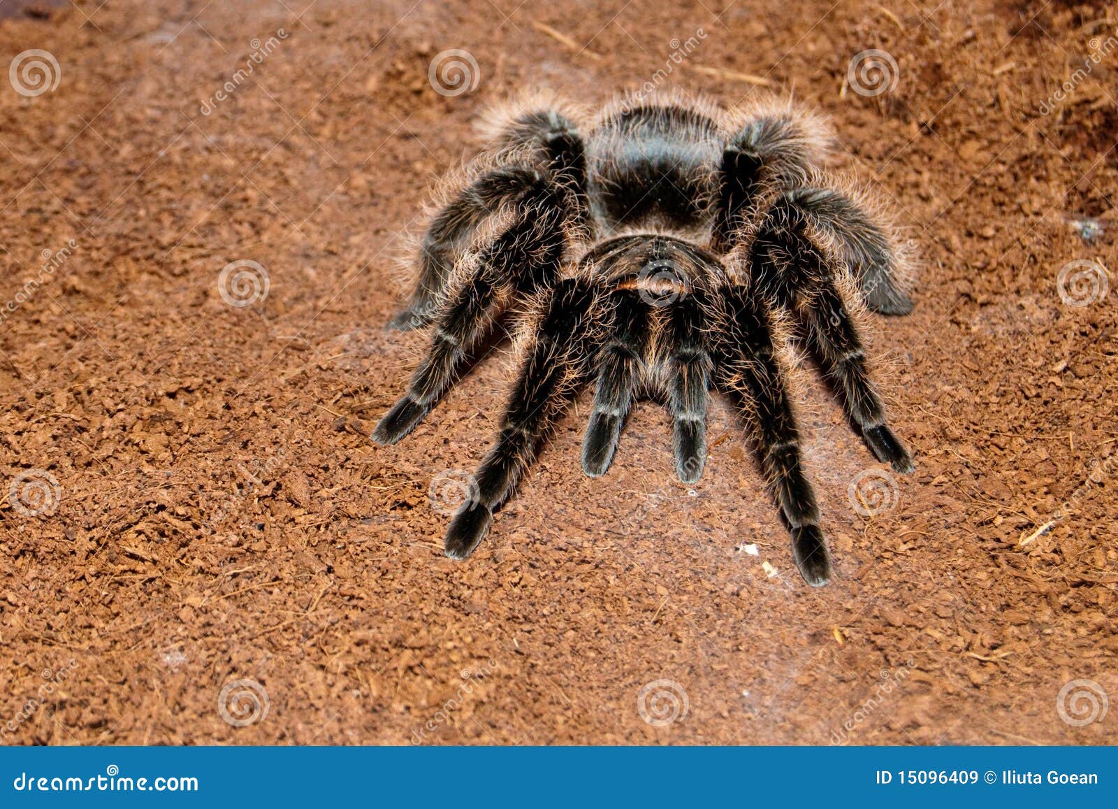 Mexican Red Rump or Black Velvet Tarantula Stock Image - Image of ...
