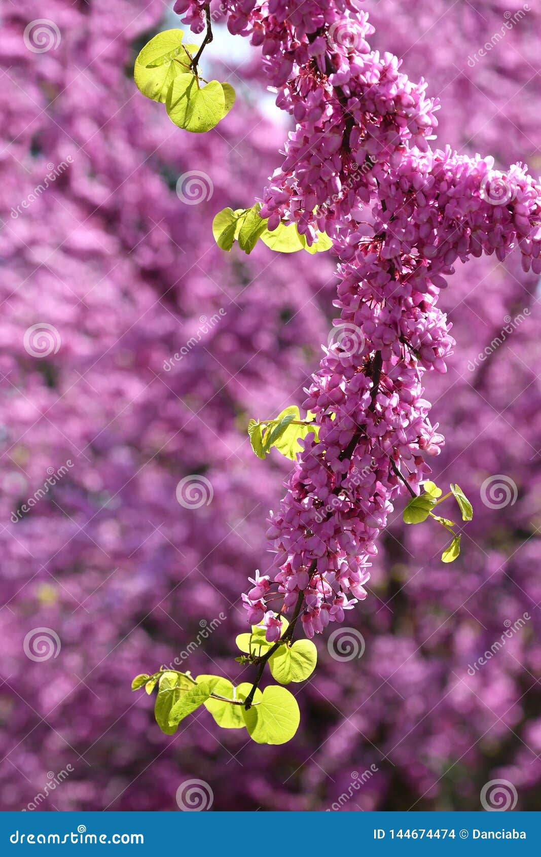Mexican Redbud Tree Springtime Blossoms. Closeup on Flowers Stock Photo ...