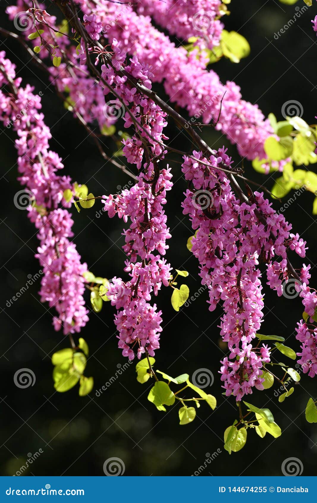 Mexican Redbud Tree Springtime Blossoms. Spring Season Stock Image ...