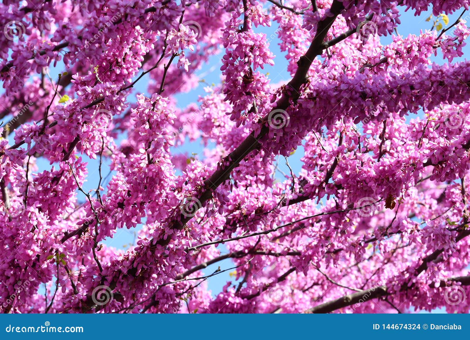 Mexican Redbud Tree Springtime Blossoms. Spring Season Stock Photo ...