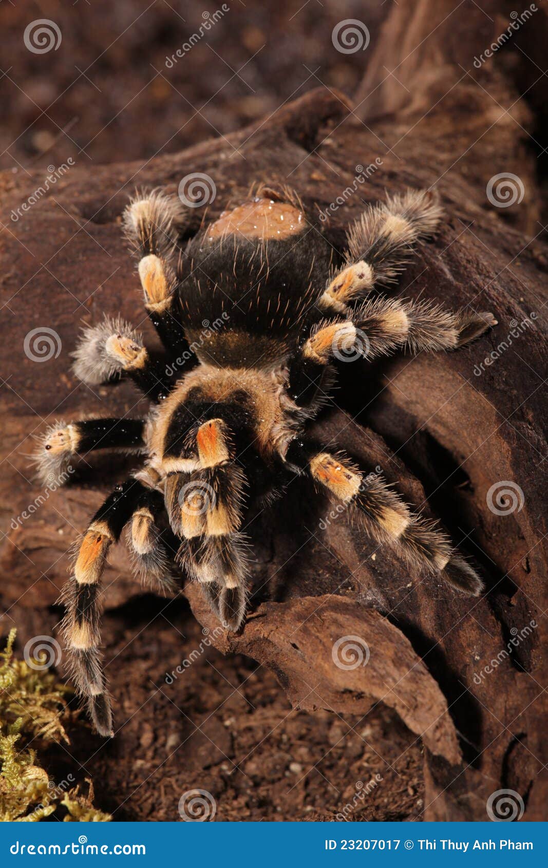 Mexican Redknee spider stock image. Image of organism - 23207017
