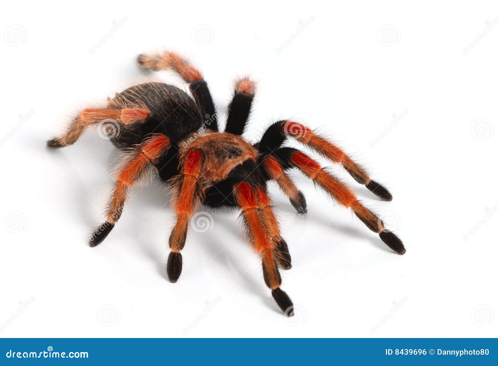 Mexican redknee tarantula stock photo. Image of hairy - 8439696