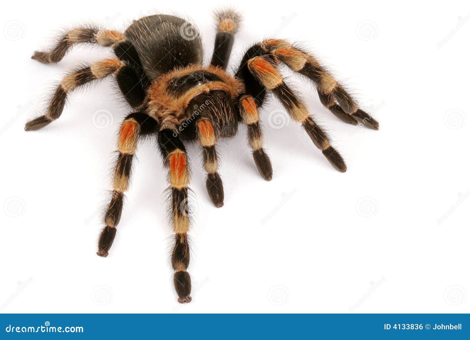 Mexican Redknee Tarantula (Brachypelma Smithi) Stock Photo - Image of ...