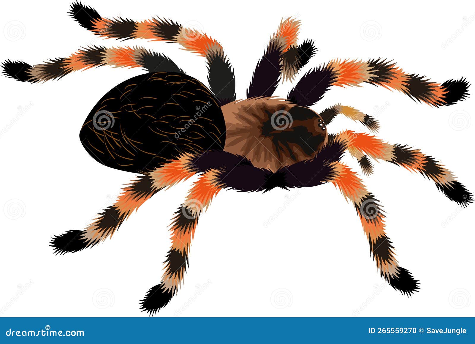 Mexican Redknee Tarantula Illustration Stock Vector - Illustration of ...