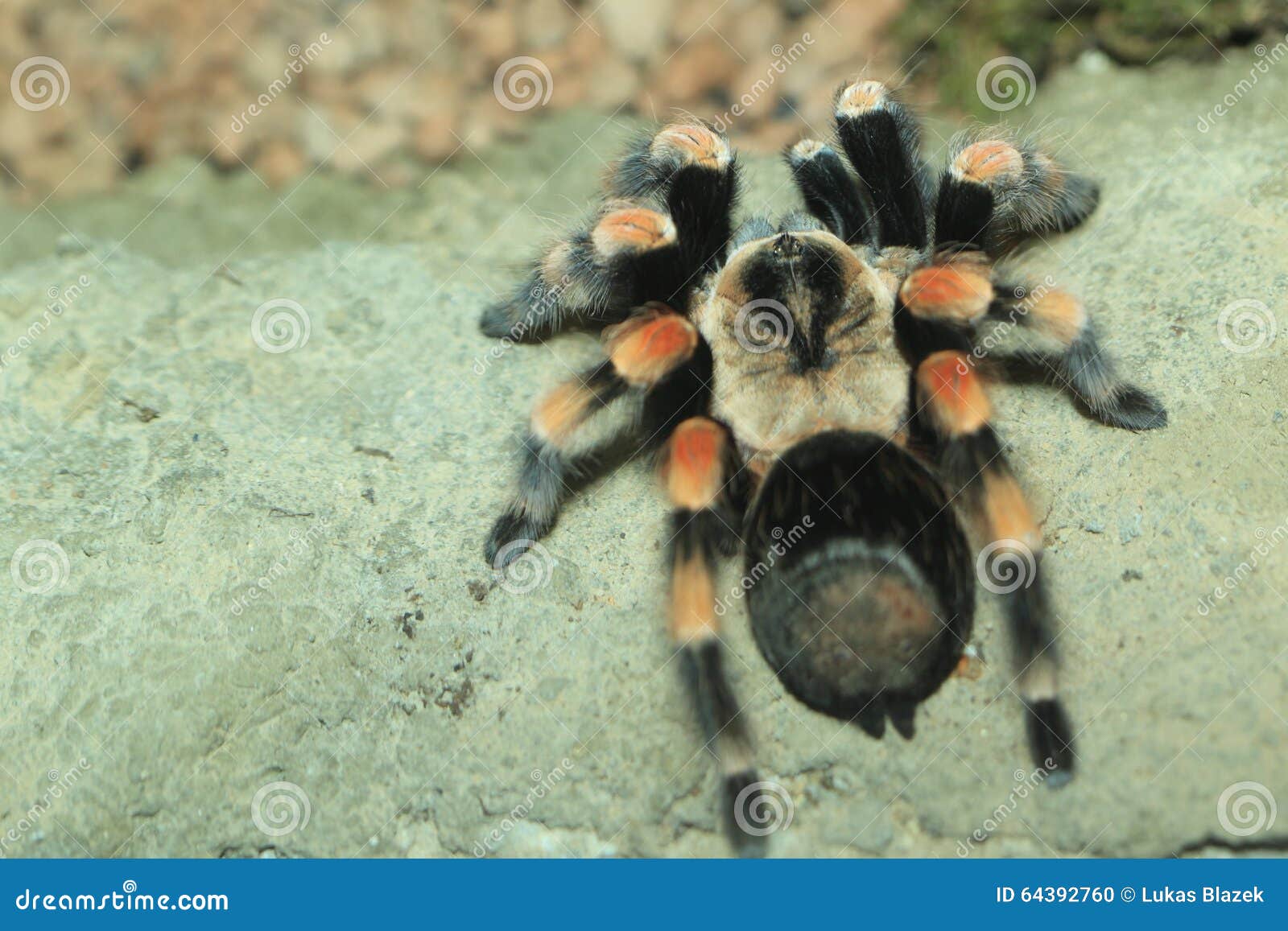 Mexican redknee tarantula stock photo. Image of redknee - 64392760