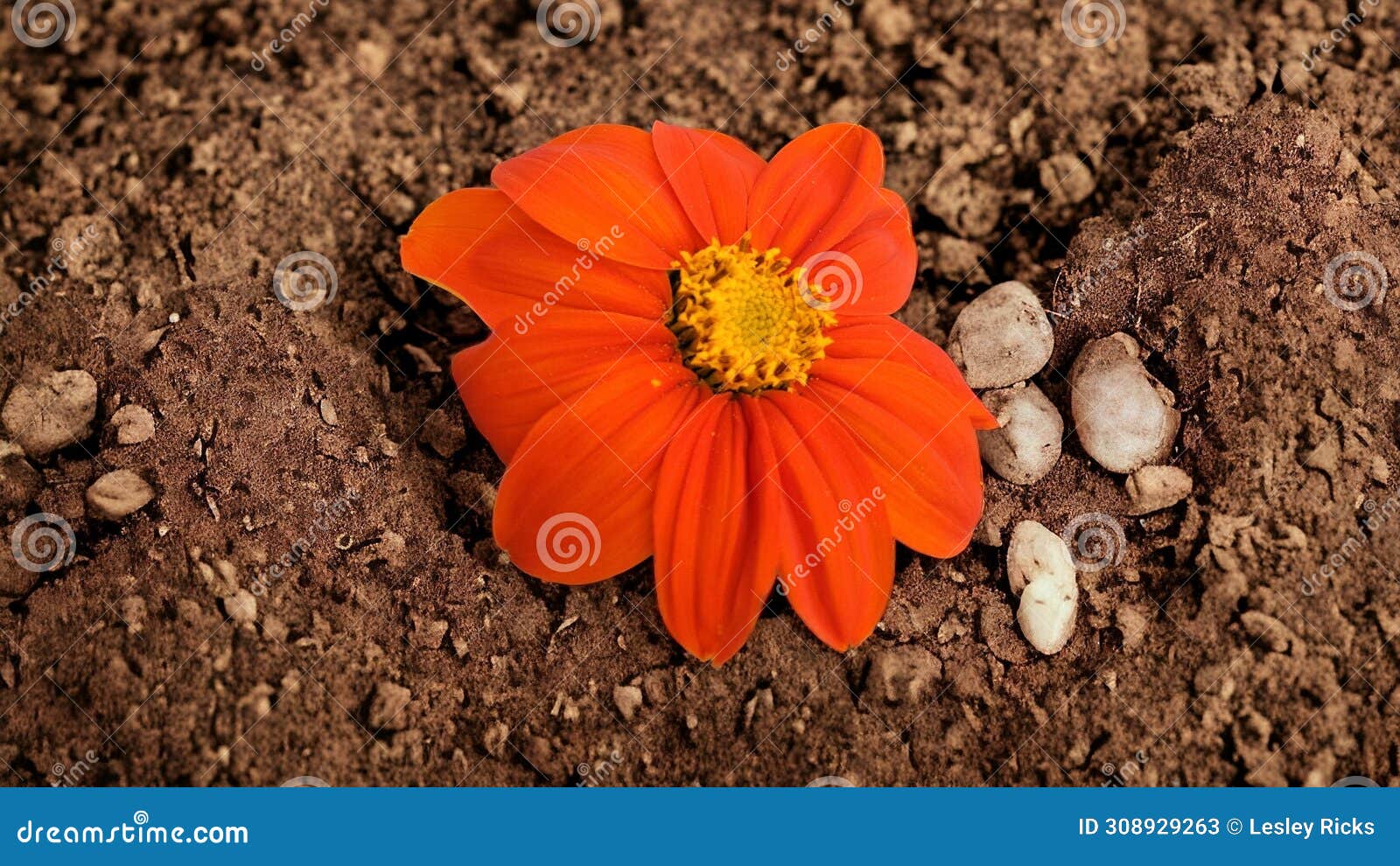 Mexican Rose in the Earth stock image. Image of nature - 308929263