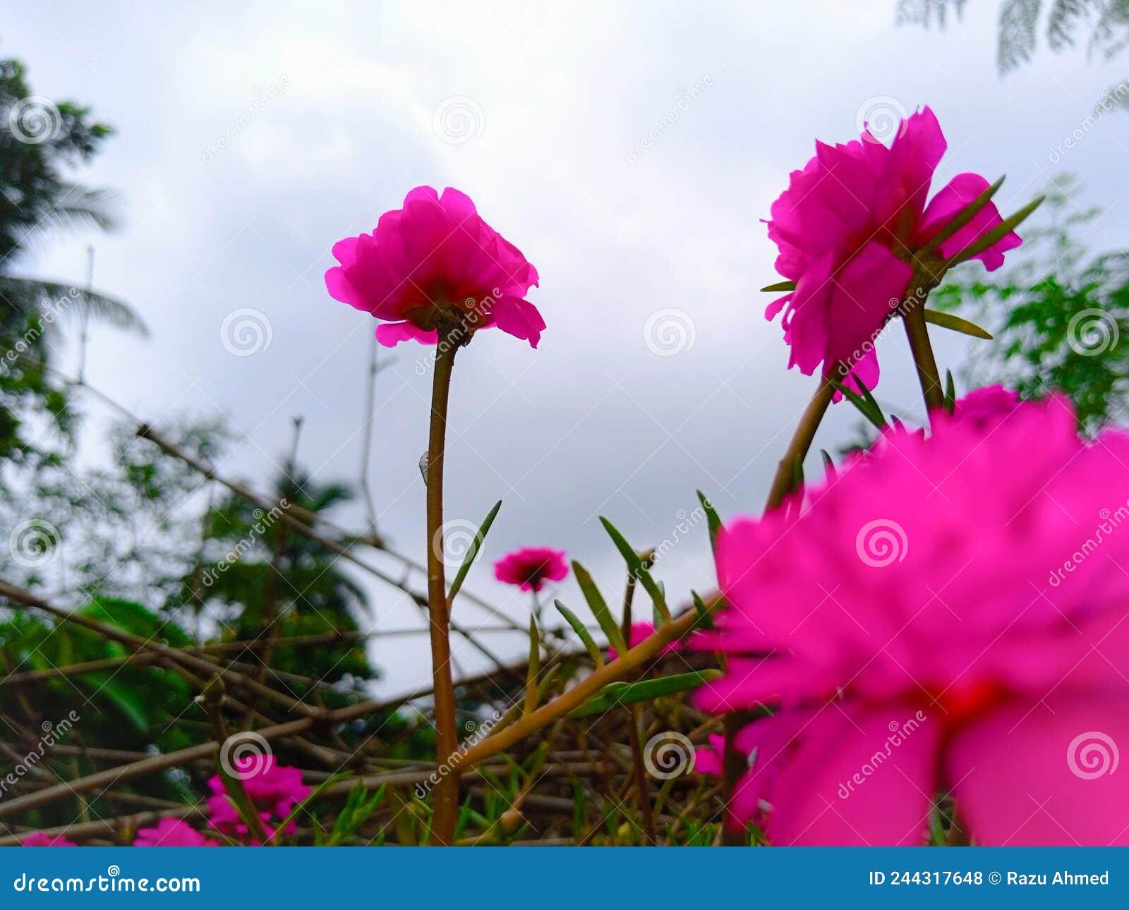 Mexican Rose stock photo. Image of mexican, flowers - 244317648