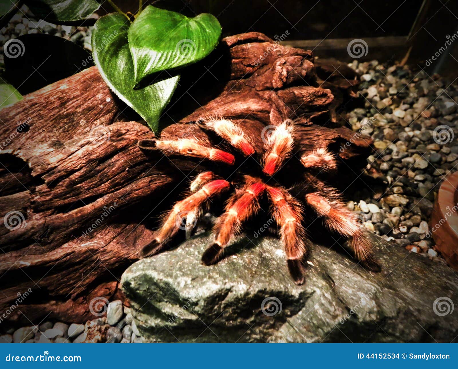Mexican Rustleg Tarantula stock photo. Image of rust - 44152534