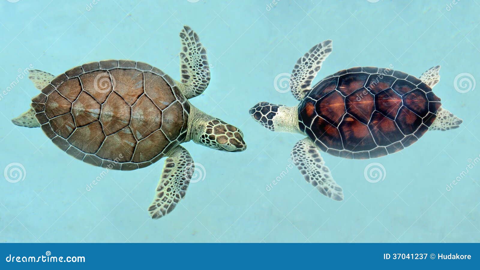 Mexican Sea Turtles stock image. Image of coral, saltwater - 37041237