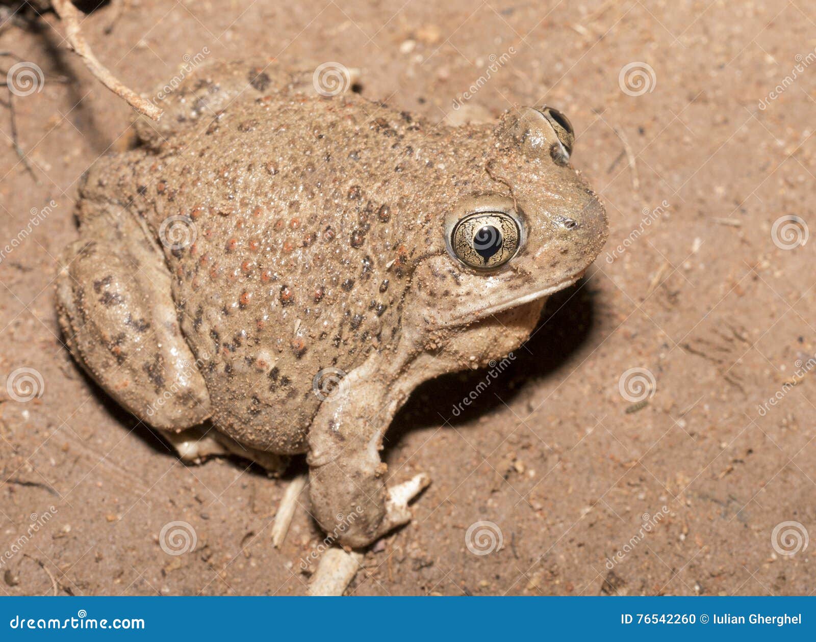 Mexican spadefoot toad stock photo. Image of female, spea - 76542260