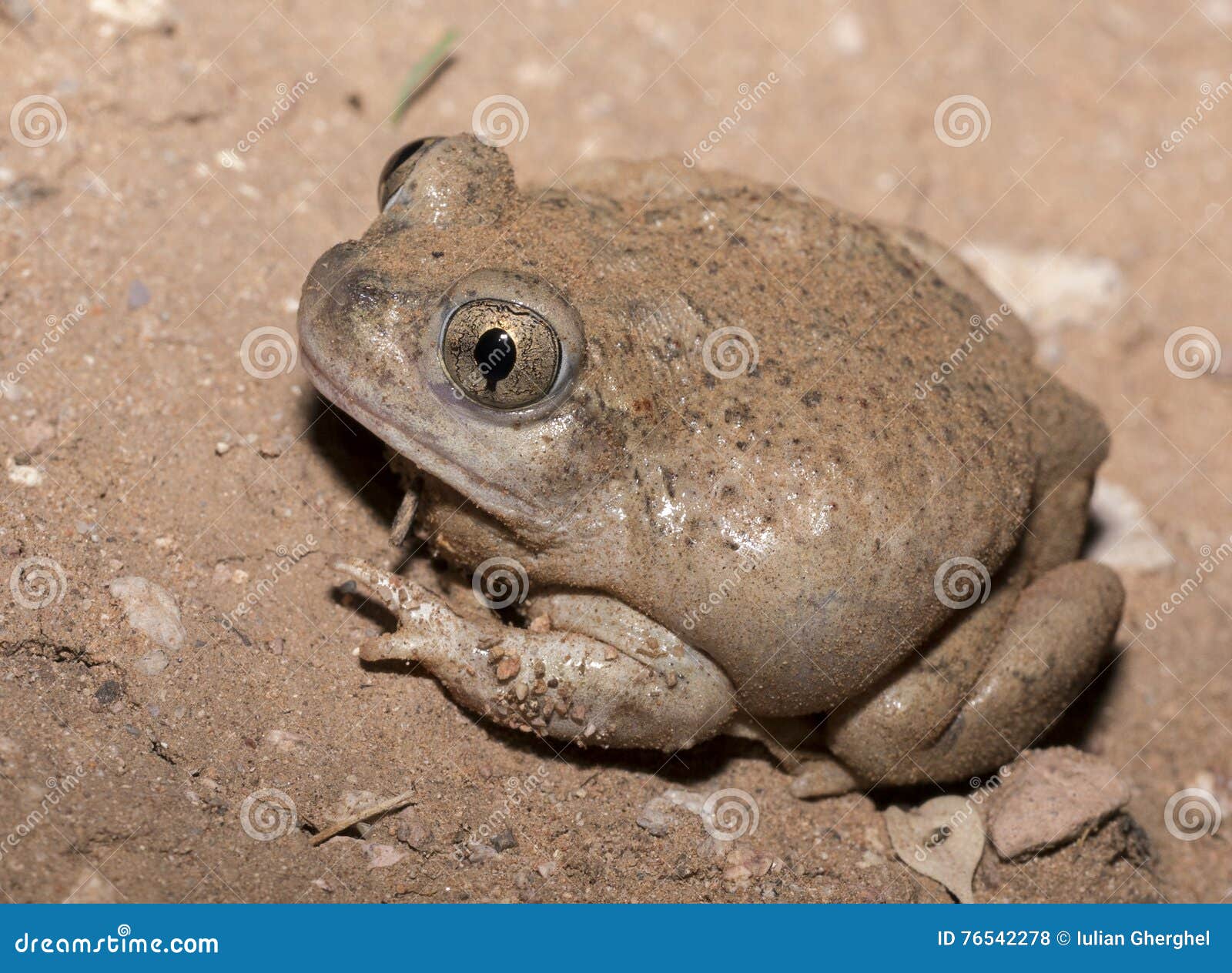 Mexican spadefoot toad stock photo. Image of ranidae - 76542278