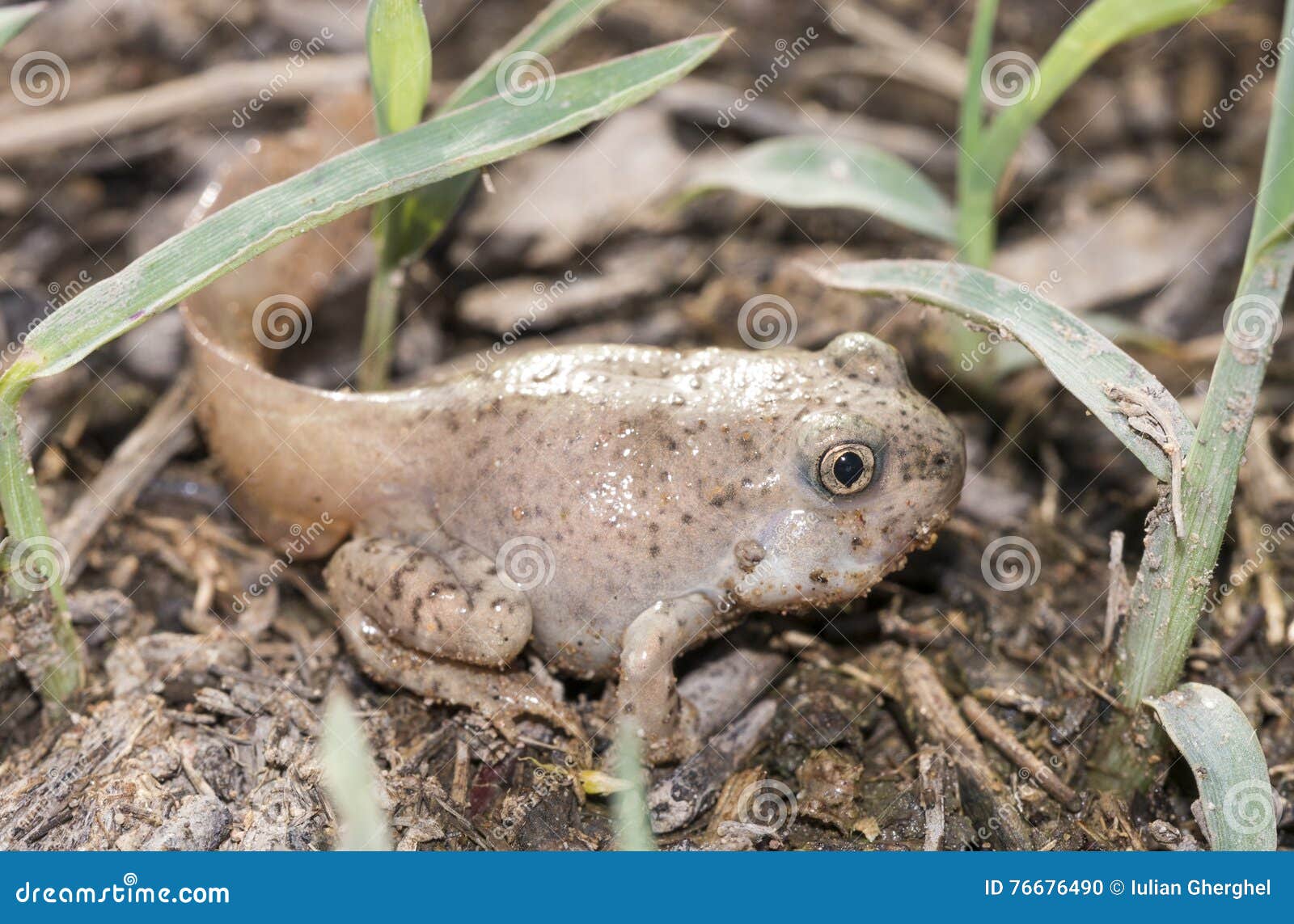 Mexican spadefoot toad stock photo. Image of toad, calling - 76676490