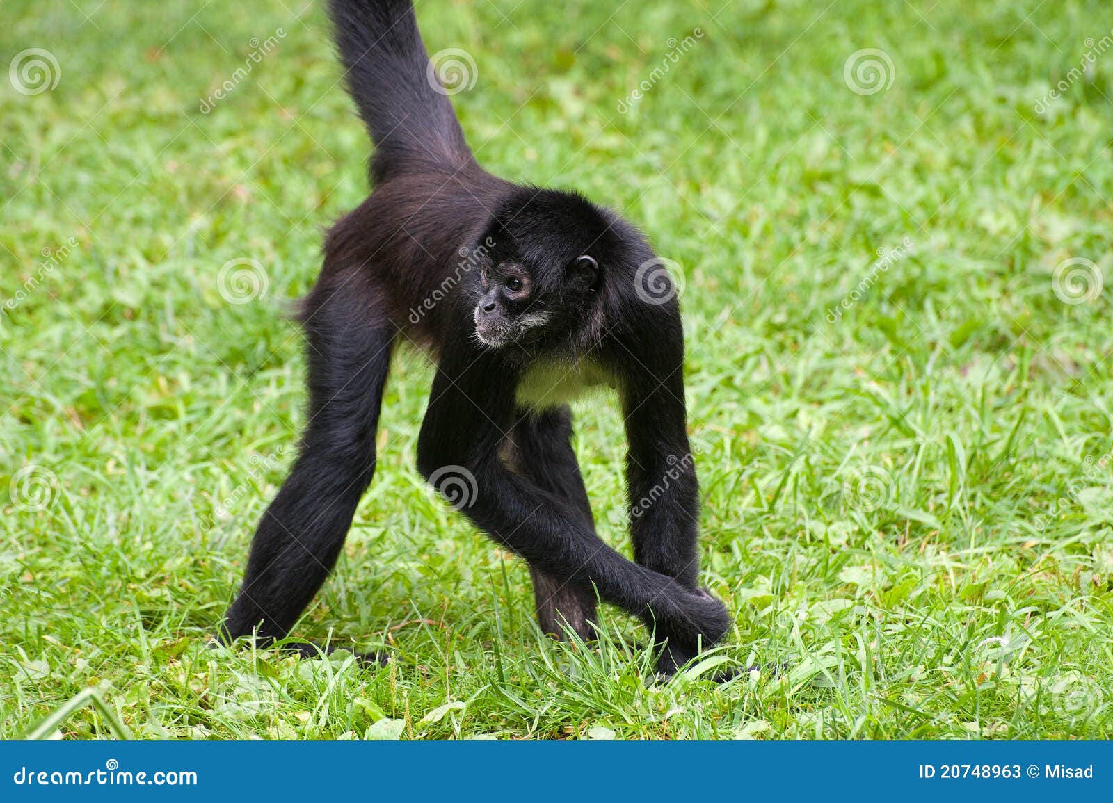 Mexican spider monkey stock image. Image of funny, monkey - 20748963