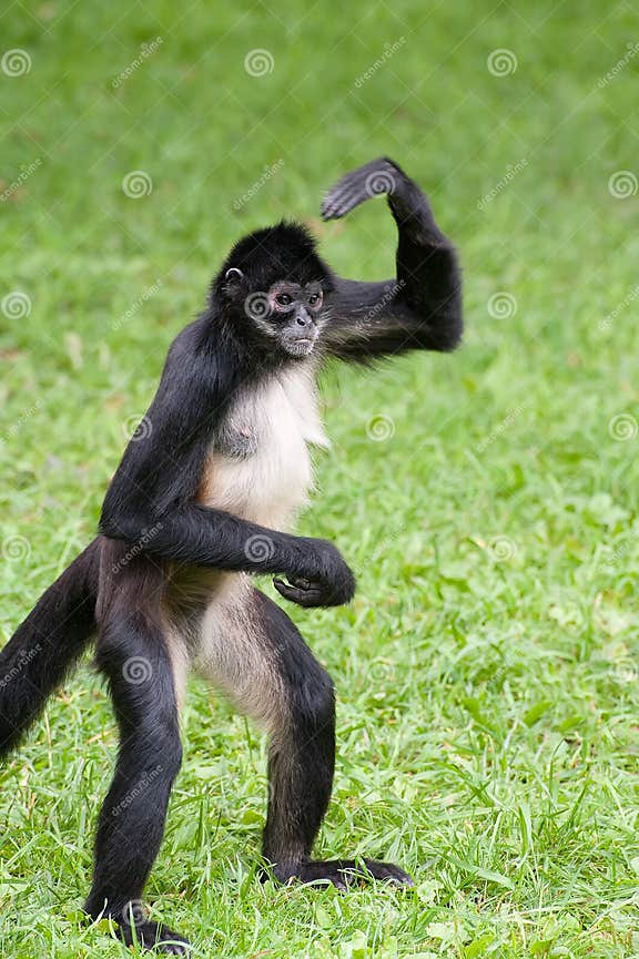 Mexican spider monkey stock image. Image of rebel, vellerosus - 20748973