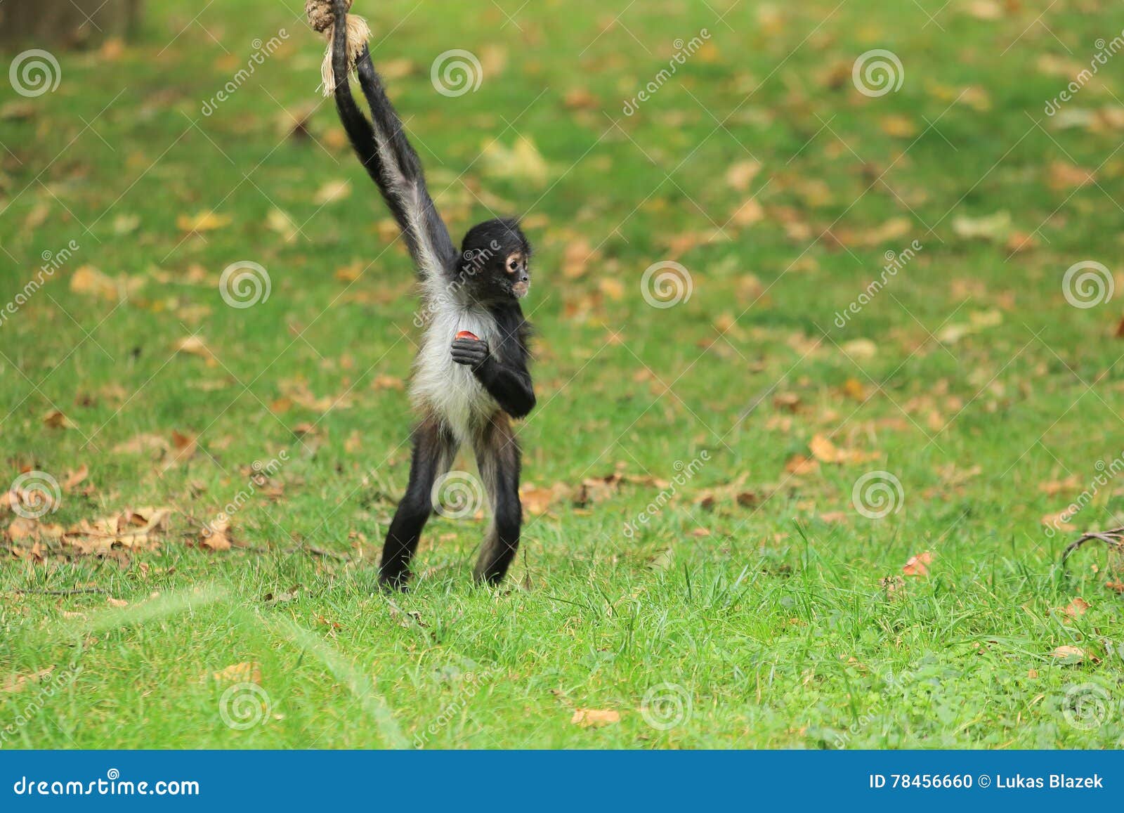 Mexican spider monkey stock photo. Image of ateles, geoffroyi - 78456660