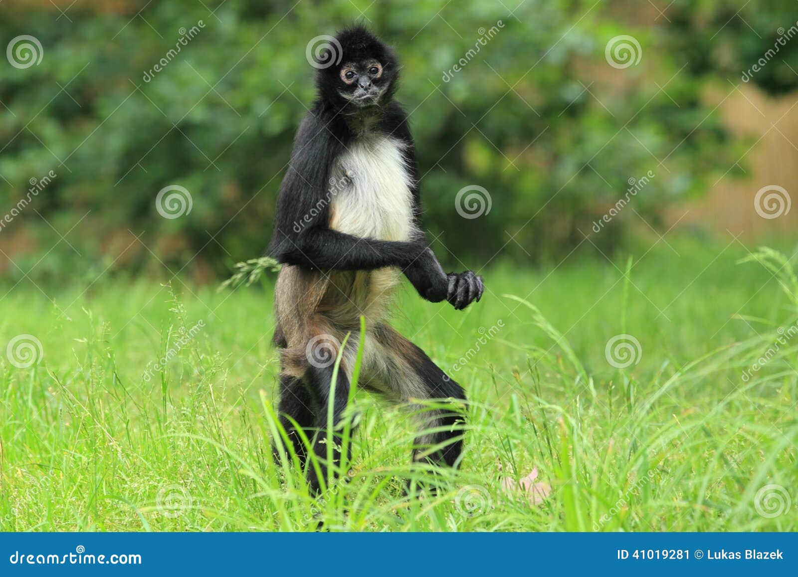 Mexican spider monkey stock image. Image of standing - 41019281