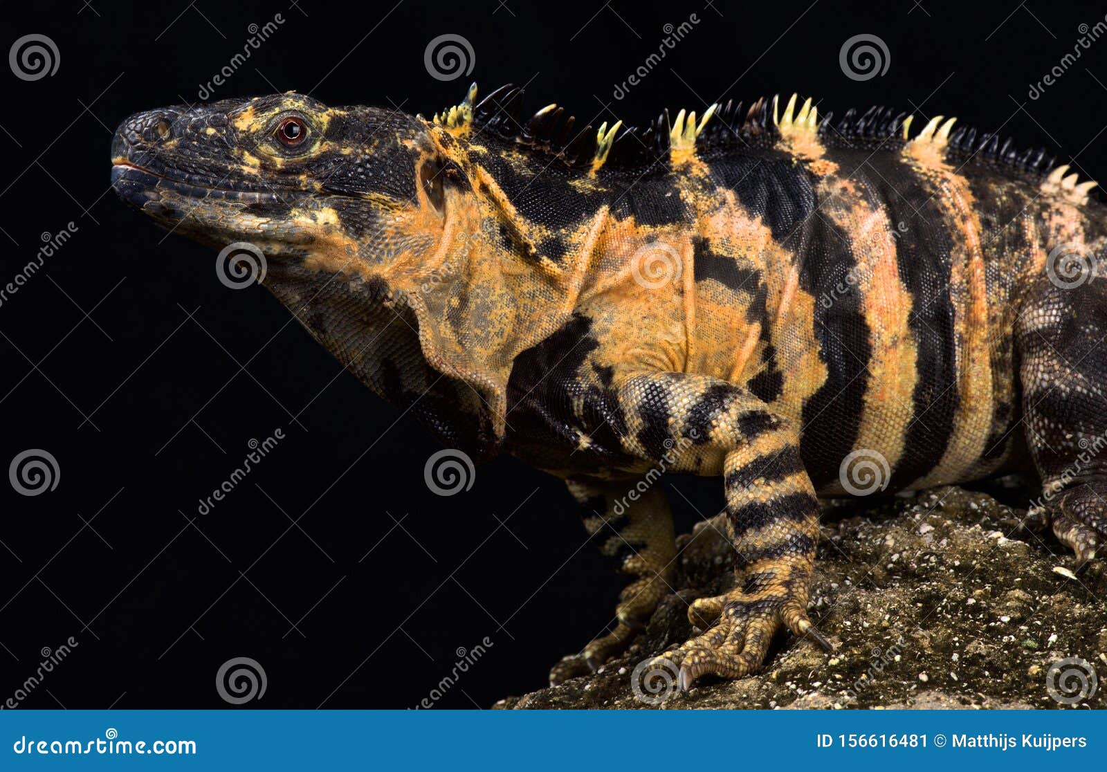 Ctenosaura Pectinata, Commonly Known As The Mexican Spiny-tailed Iguana ...