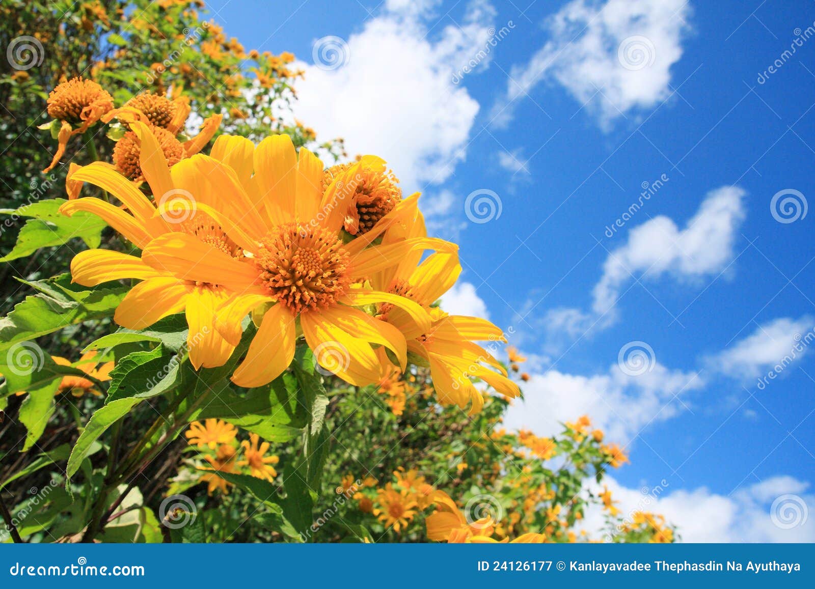 Mexican Sunflower stock image. Image of flower, garden - 24126177
