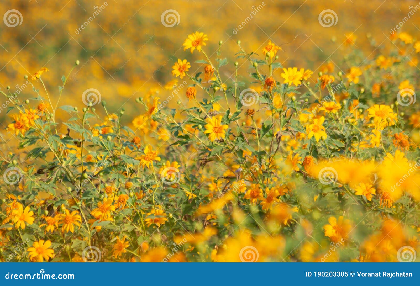Mexican Sunflower Blooming in Spring Time Stock Image - Image of ...