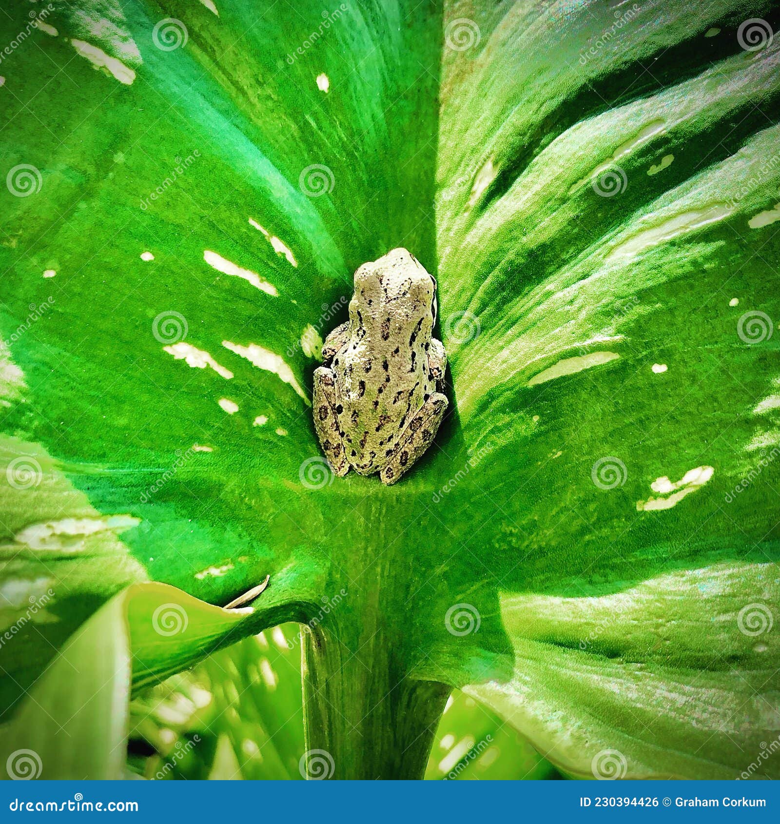 Mexican Tree frog stock photo. Image of amphibian, frogs - 230394426