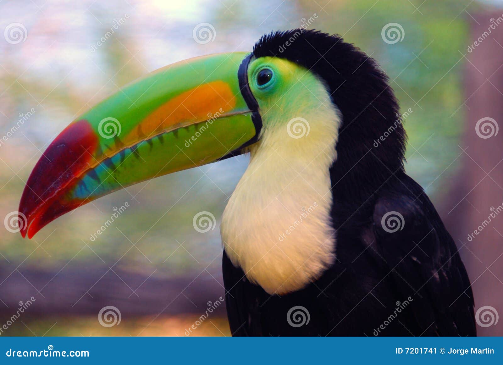 Mexican Tucan stock image. Image of colors, life, bird - 7201741