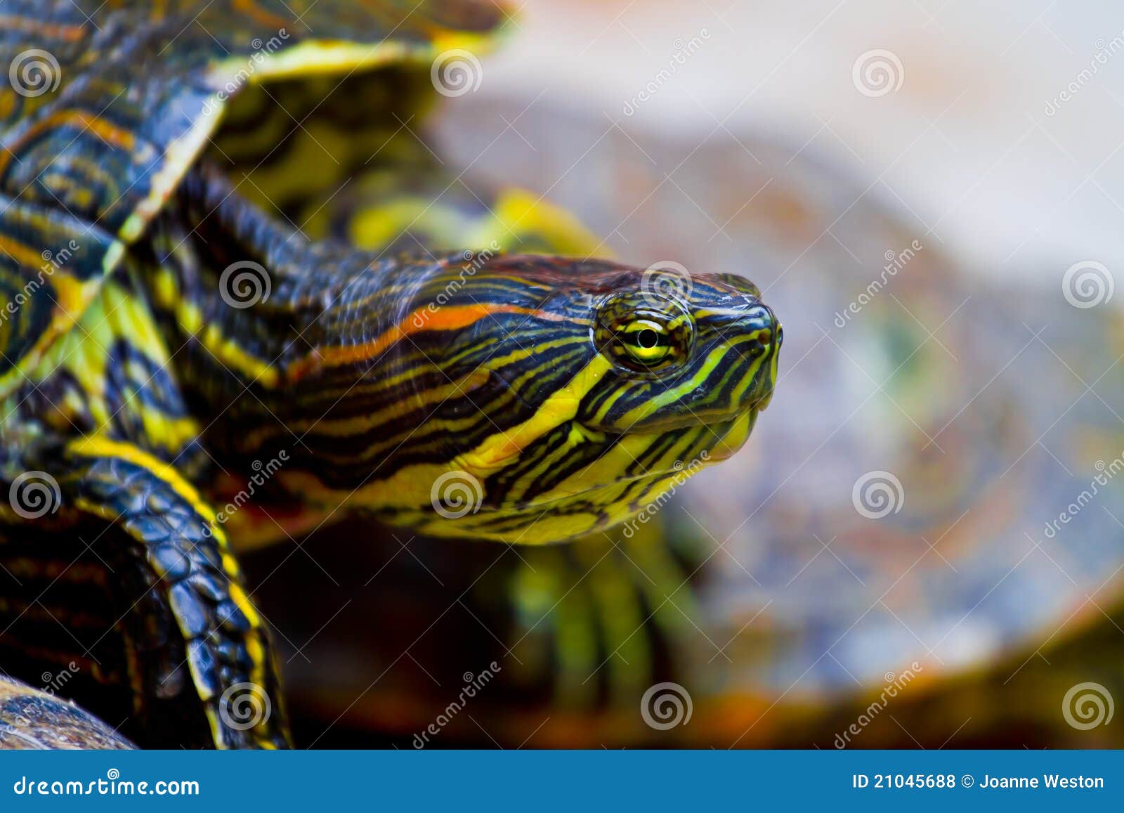 Mexican Turtle stock photo. Image of turtle, reptile - 21045688