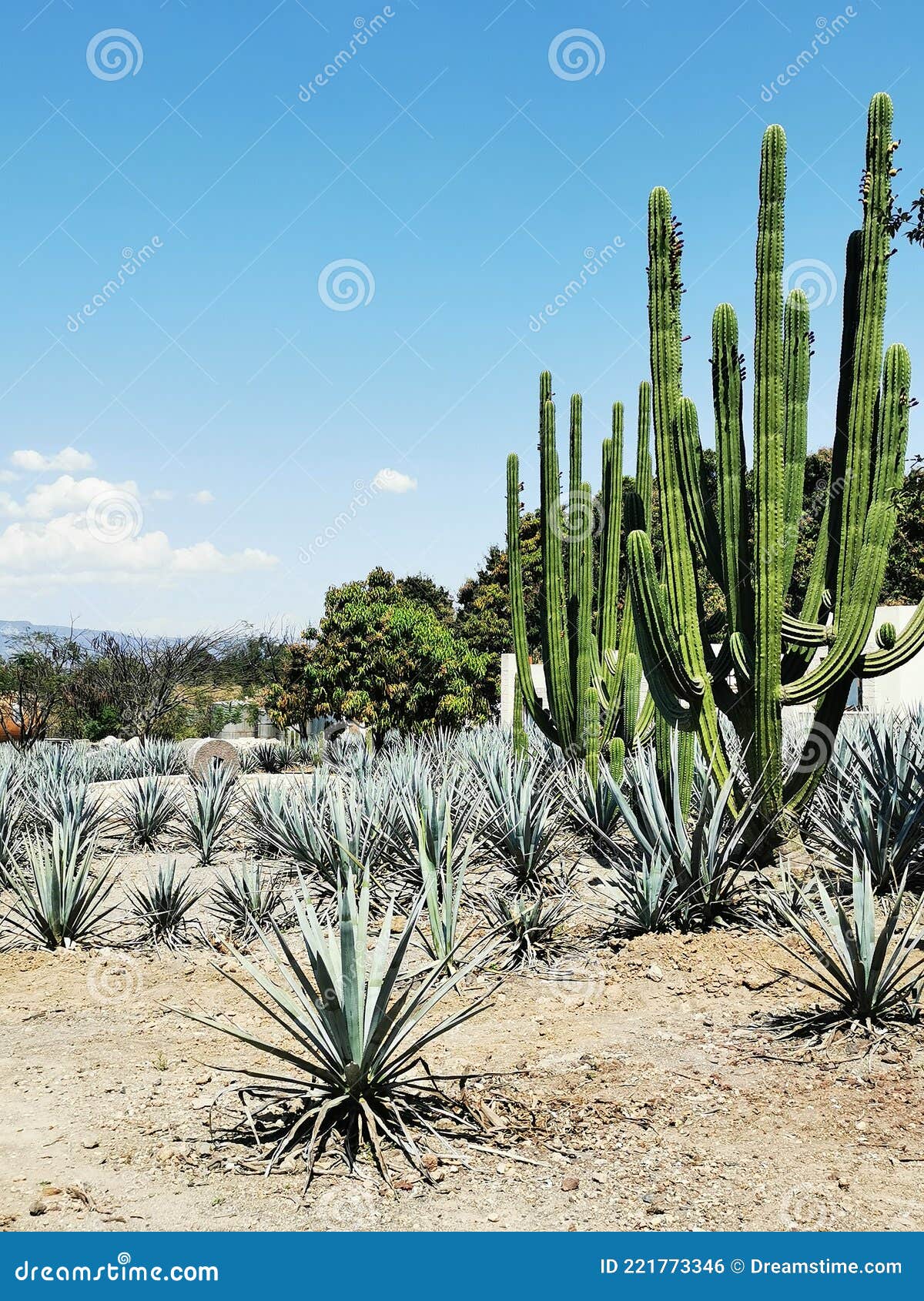 Mexican view catcus stock photo. Image of thorns, grass - 221773346