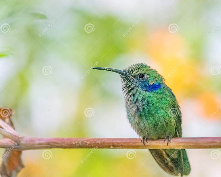 Mexican Violetear Perched on a Tree Branch Stock Photo - Image of place ...