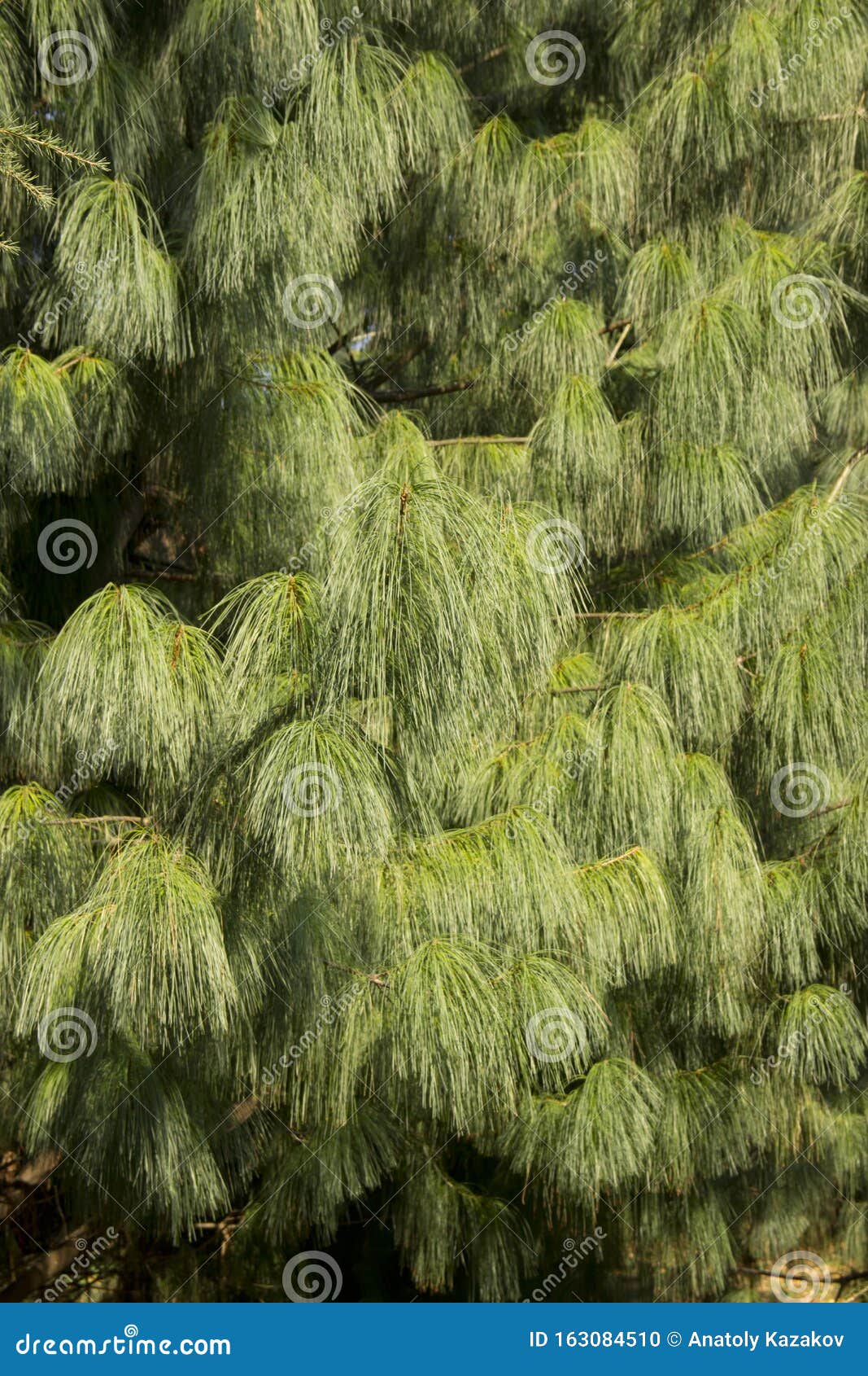 Mexican Weeping Pine Pinus Patula, Christmas Tree. Stock Photo - Image ...
