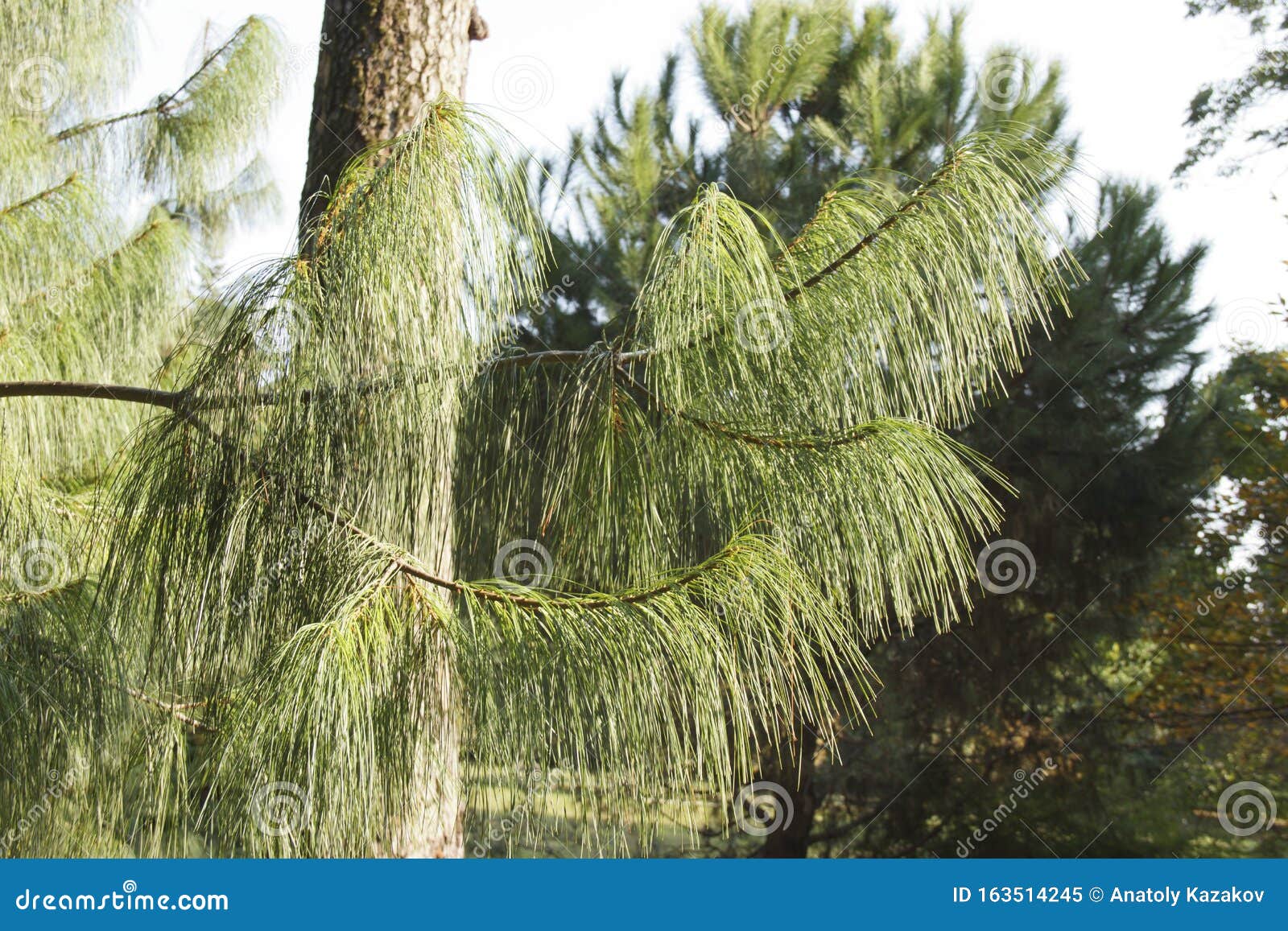 Mexican Weeping Pine Pinus Patula, Christmas Tree Stock Image - Image ...